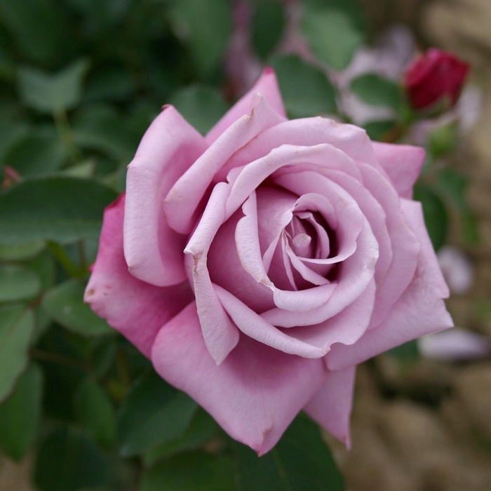 Buy Seedling rose "Charles de Gaulle", tube, spring 2025 - price: $25.20 from Russia ...