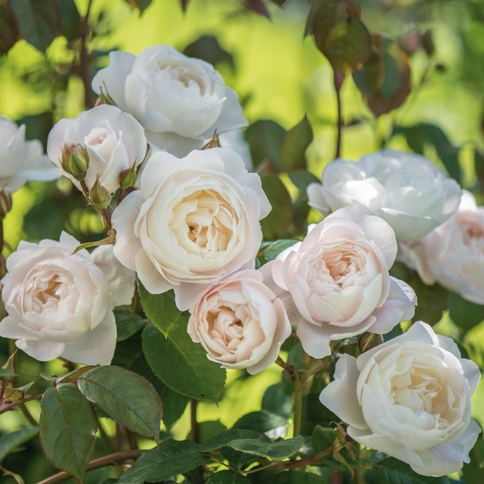 Buy Seedling rose English Park "Desdemona", tube, 1 pc, spring 2025 ...