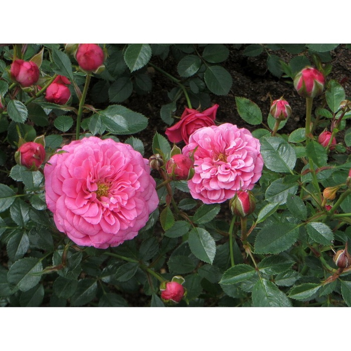 Buy Seedling rose "amulet", tube, spring 2025 - price: $25.20 from ...